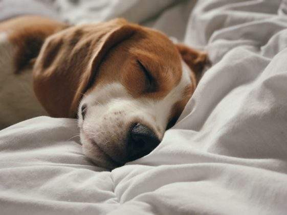 Best Orthopaedic Dog Beds UK 2026: Senior & Arthritic Dogs