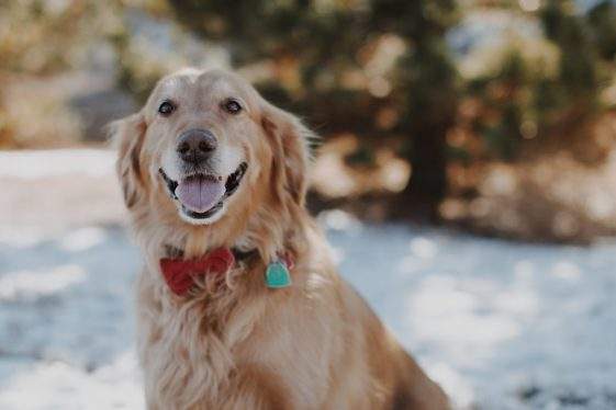 Dog Insurance UK Explained 2026: Types, Costs & What to Check