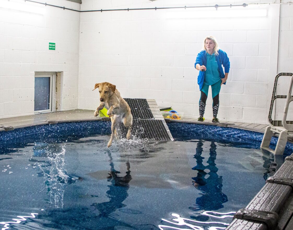 Doggy Paddle Norwich: Indoor Dog Swimming Pool in Norwich : Dogly